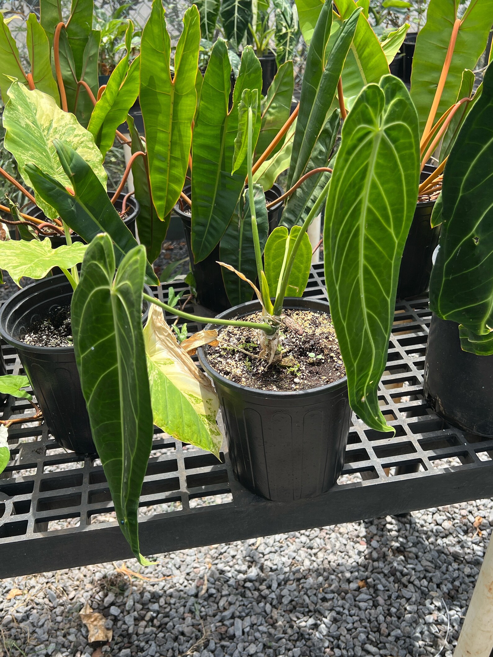 Anthurium Queen Narrow Form - Etsy