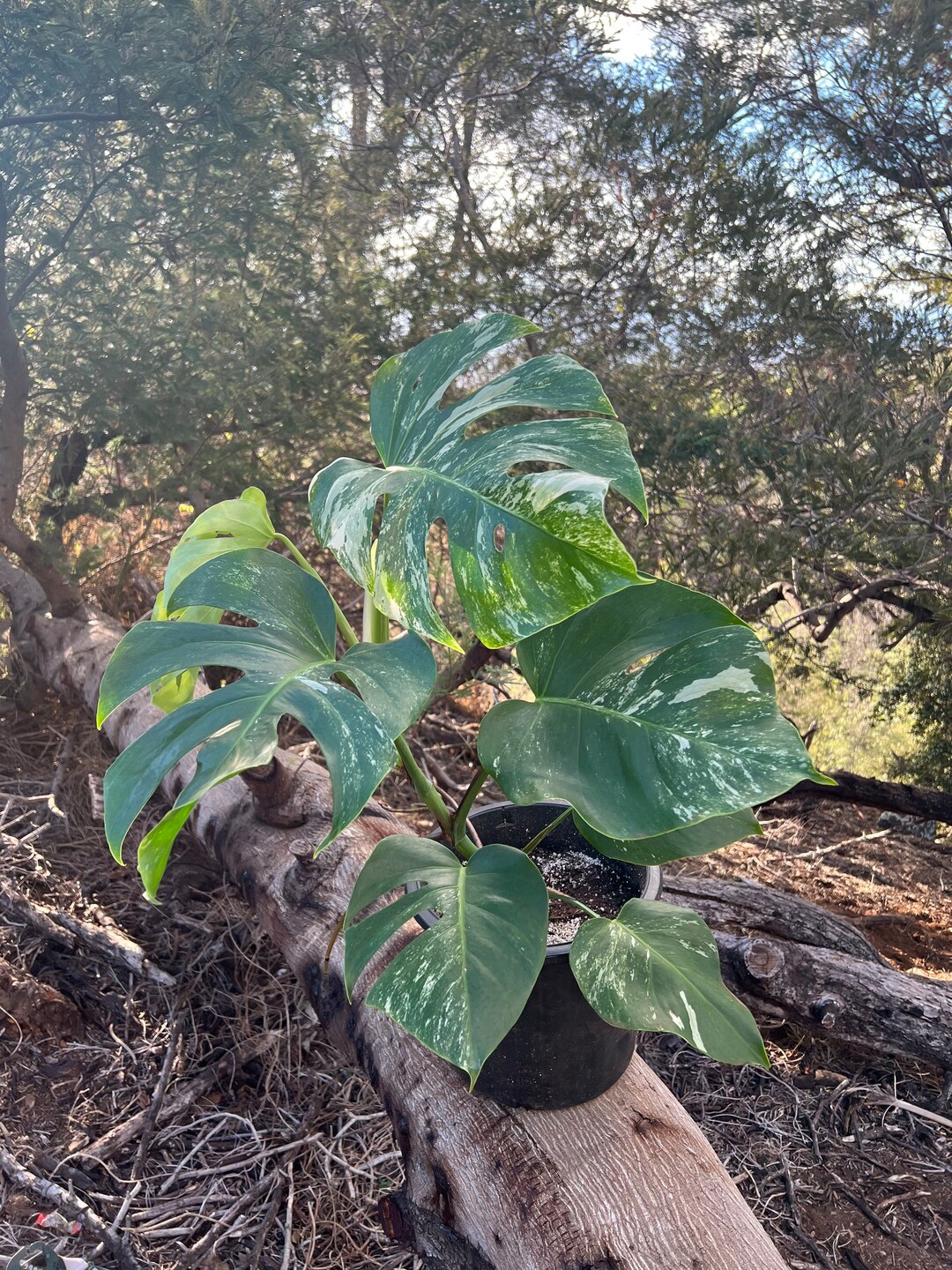Huge Monstera Albo Rooted - Etsy