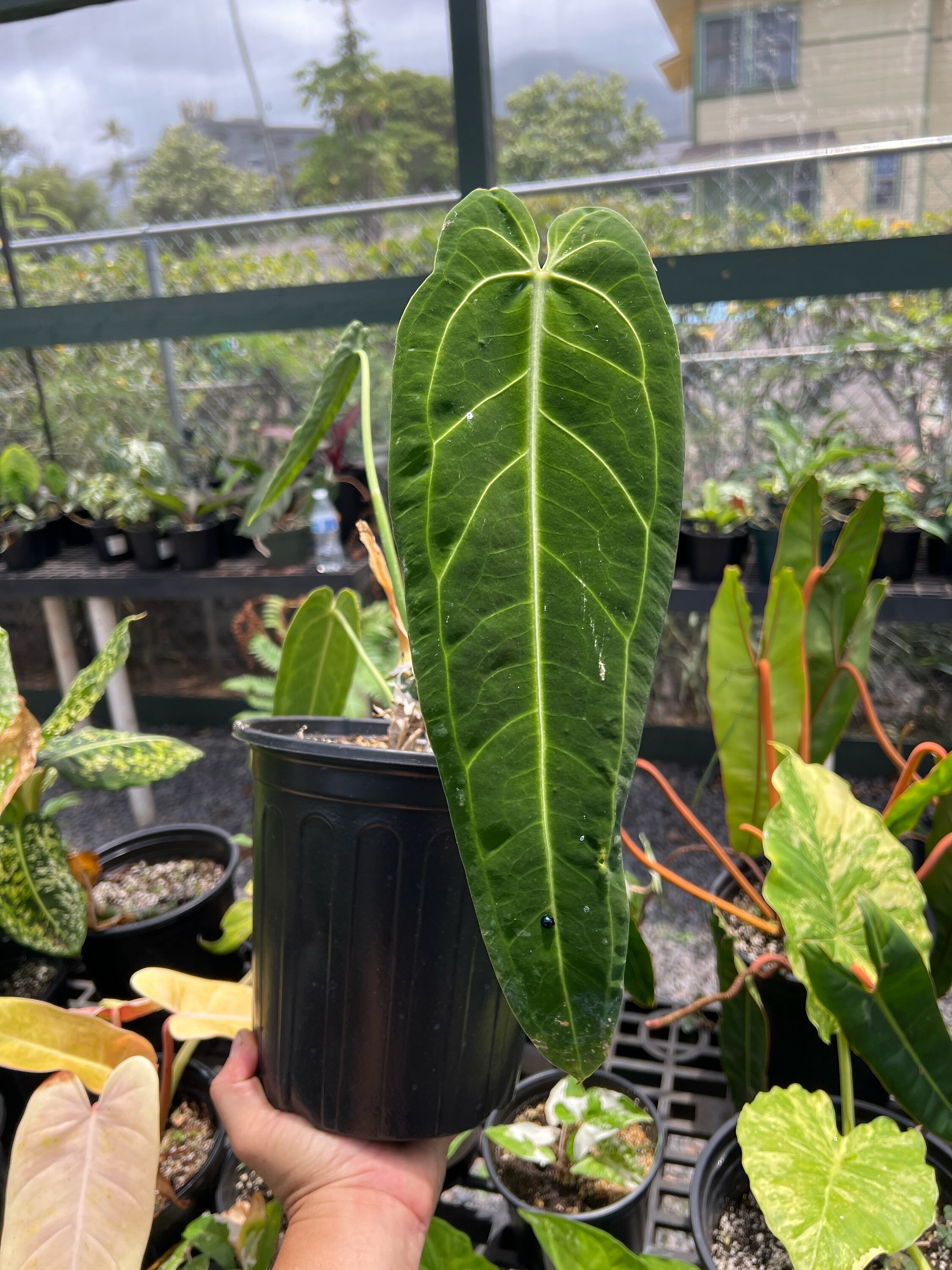 Anthurium Queen Narrow Form - Etsy