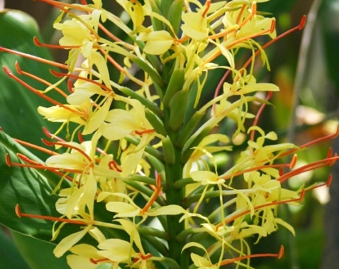 Sale Ginger Plant Kahili Ginger 1 Live Plant - Etsy