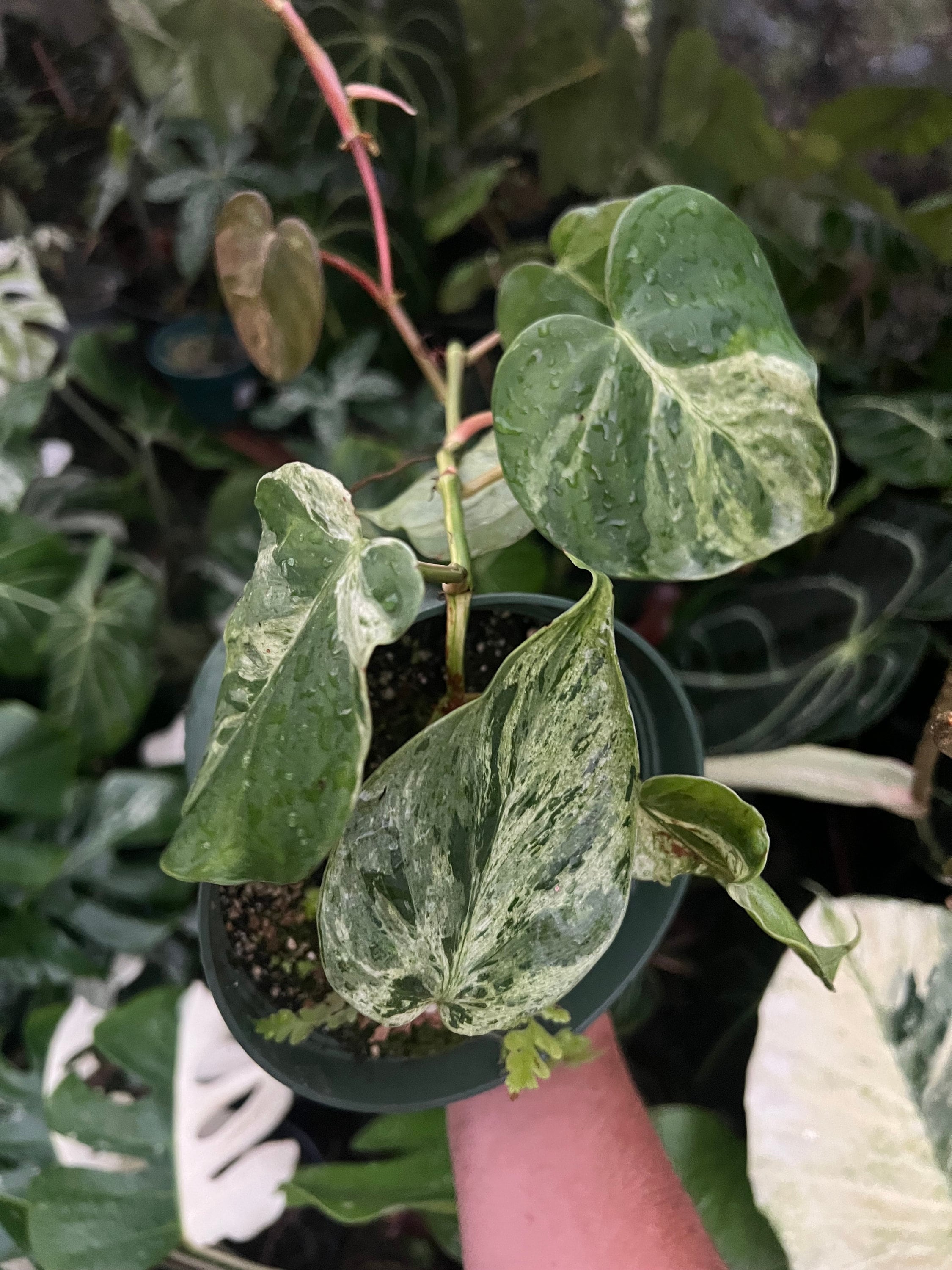 Variegated Philodendron Heart Leaf - Etsy