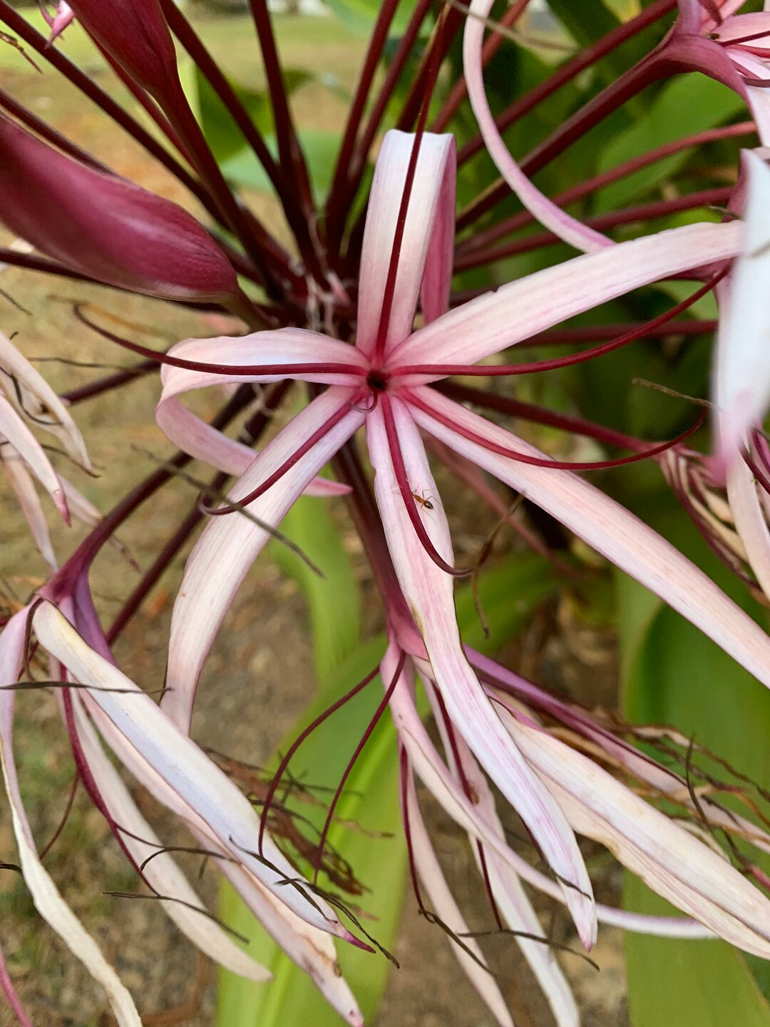 Crinum Pearl White Queen Emma Spider Lily Rooted Mature Plant Huge ...