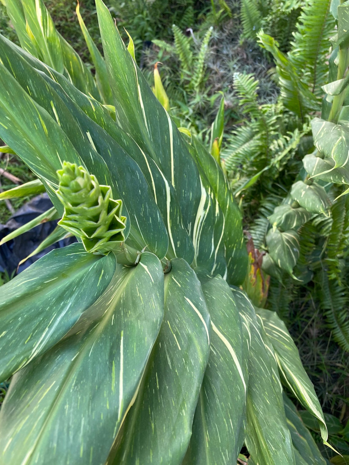 Rare Variegated Kahili Ginger Rare - Etsy
