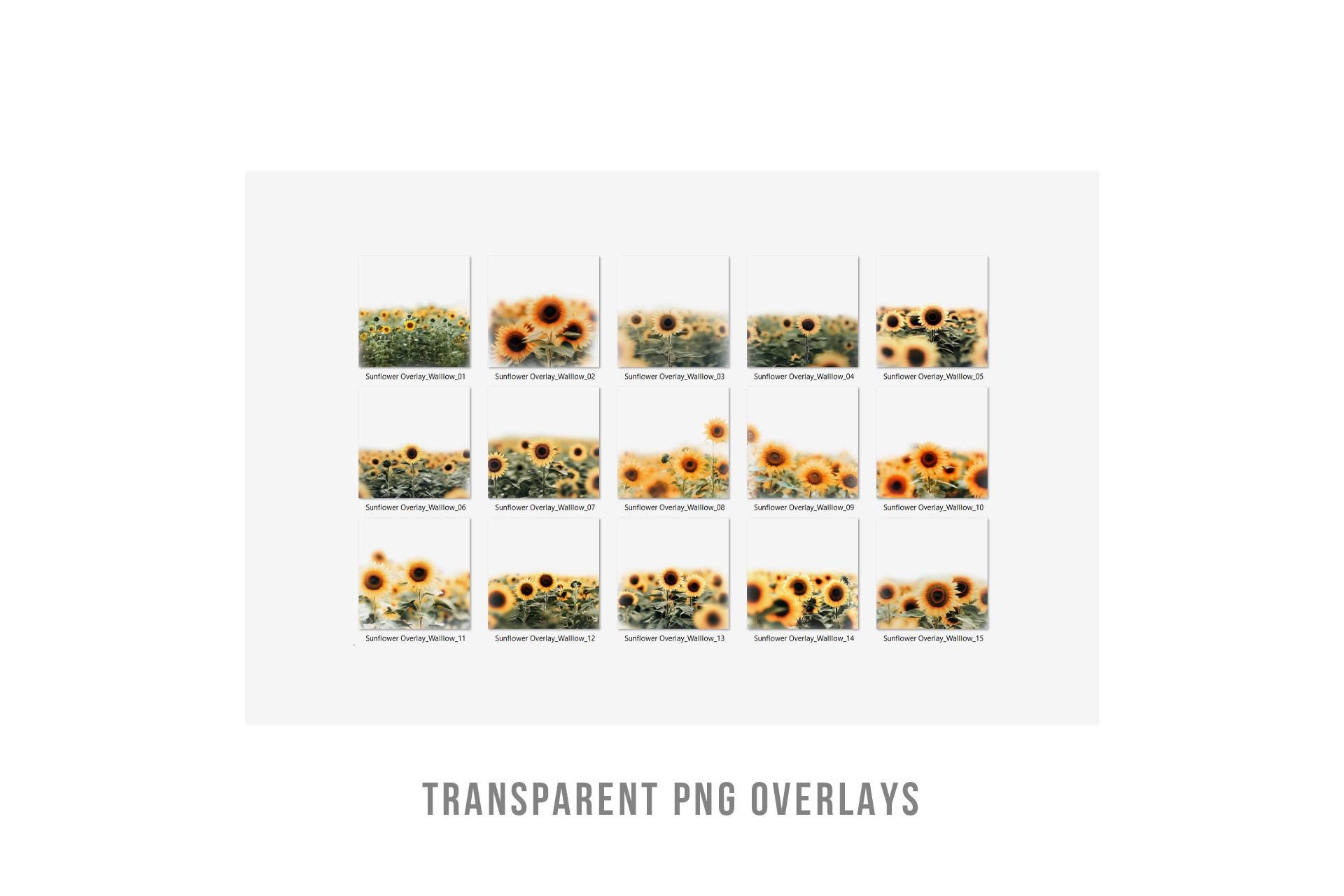 Sunflower Transparent PNG Overlays | Sunflower Photo Overlays for ...