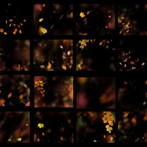 100 Fall Leaves Overlays, Autumn PNG Leaf Photoshop Overlays, Autumn ...