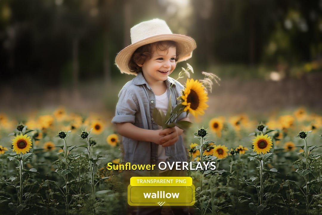 Sunflower Transparent PNG Overlays | Sunflower Photo Overlays for ...
