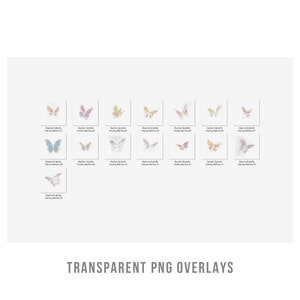Realistic Butterfly Png and Moth Photoshop Overlays Transparent PNG ...