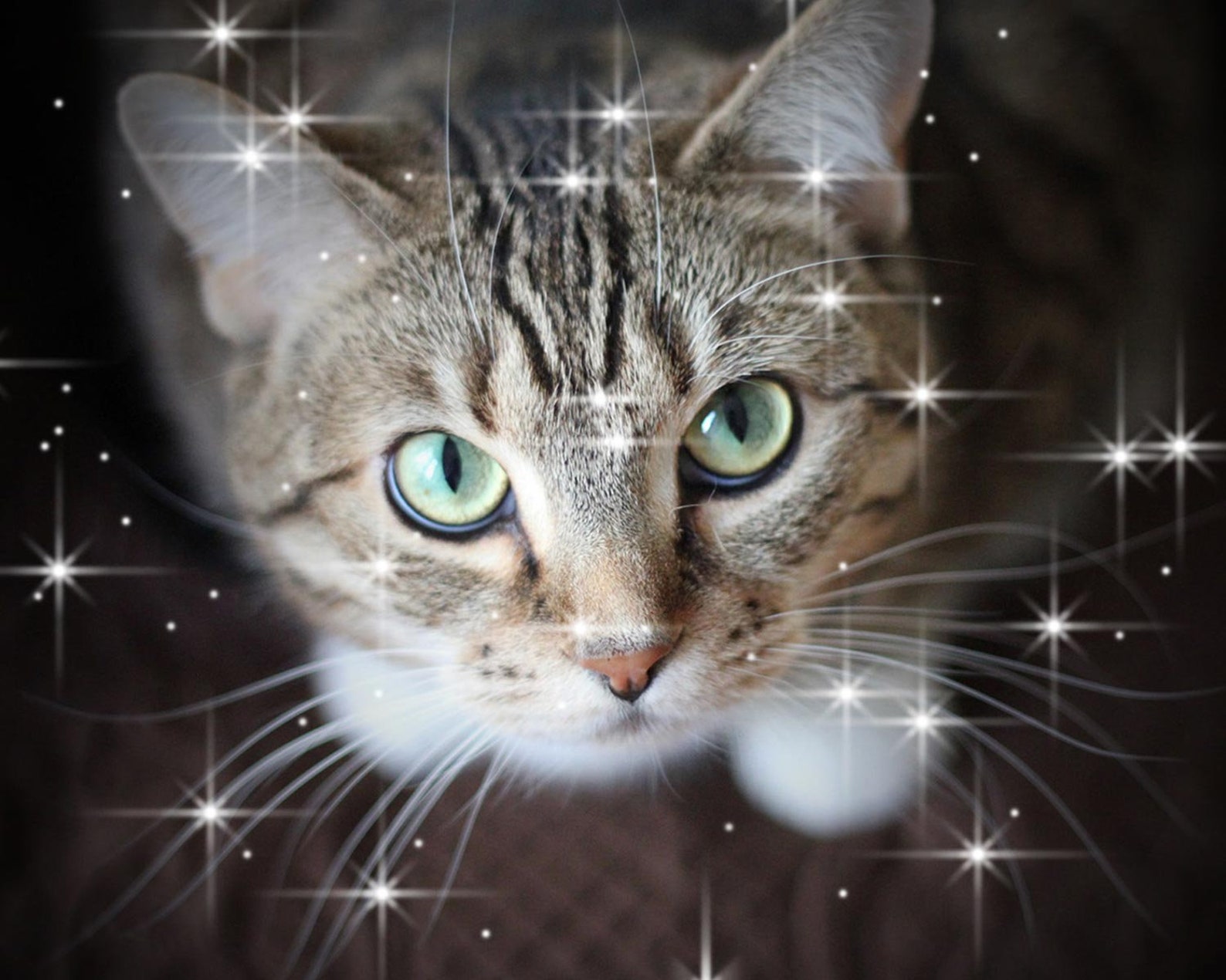 Gif Animated Twinkle Photoshop Action Amazing Photoshop | Etsy