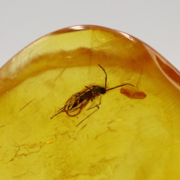 Amber With Insect - Etsy