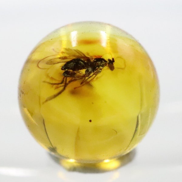 Amber With Insect - Etsy