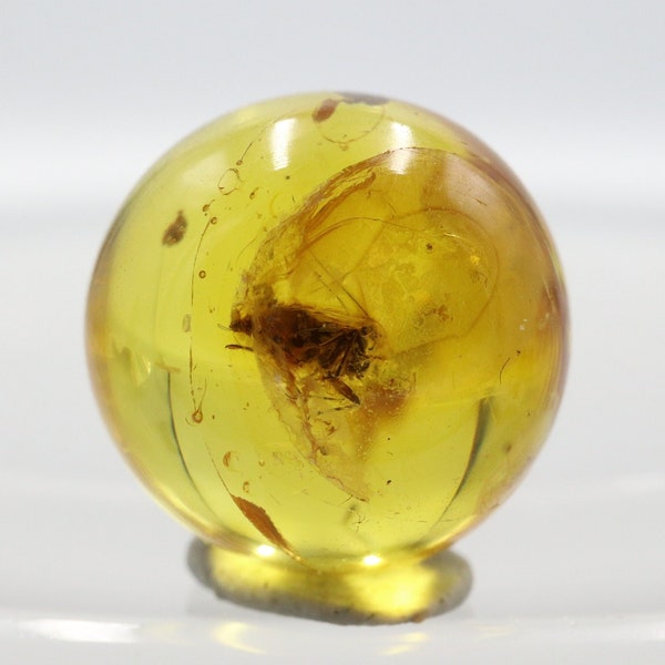 Amber With Insects - Etsy