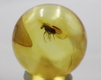 Amber Bead 7.2 Mm Sphere With Insect Trapped for Million Years | Fossil ...