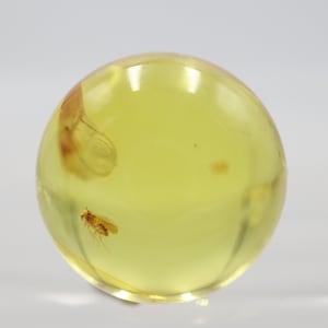 Amber Bead 11.5 Mm Sphere With Rare Insect Trapped for Million Years ...