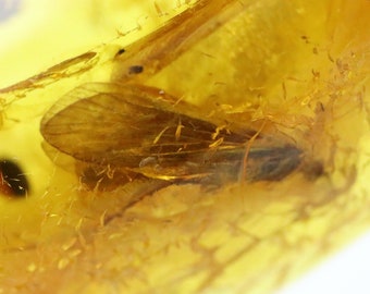 Amber With Rare Bug Insect Trapped for Million Years Fossil - Etsy
