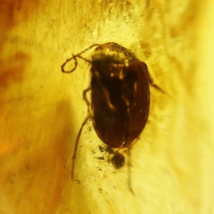 Amber With Rare Bug Insect Trapped for Million Years | Fossil Inclusion ...