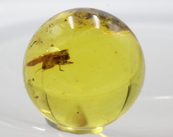 Amber Bead 7.2 Mm Sphere With Insect Trapped for Million Years | Fossil ...