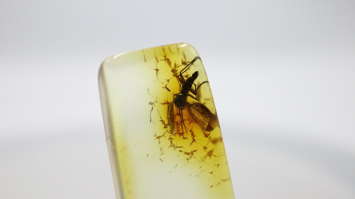 Baltic Amber With Fly Insect Trapped for Million Years | Fossil ...