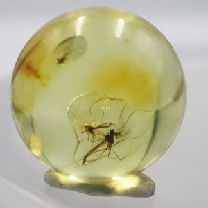 Amber Bead 13.7 Mm Sphere With Rare 3 Insects Trapped for Million Years ...