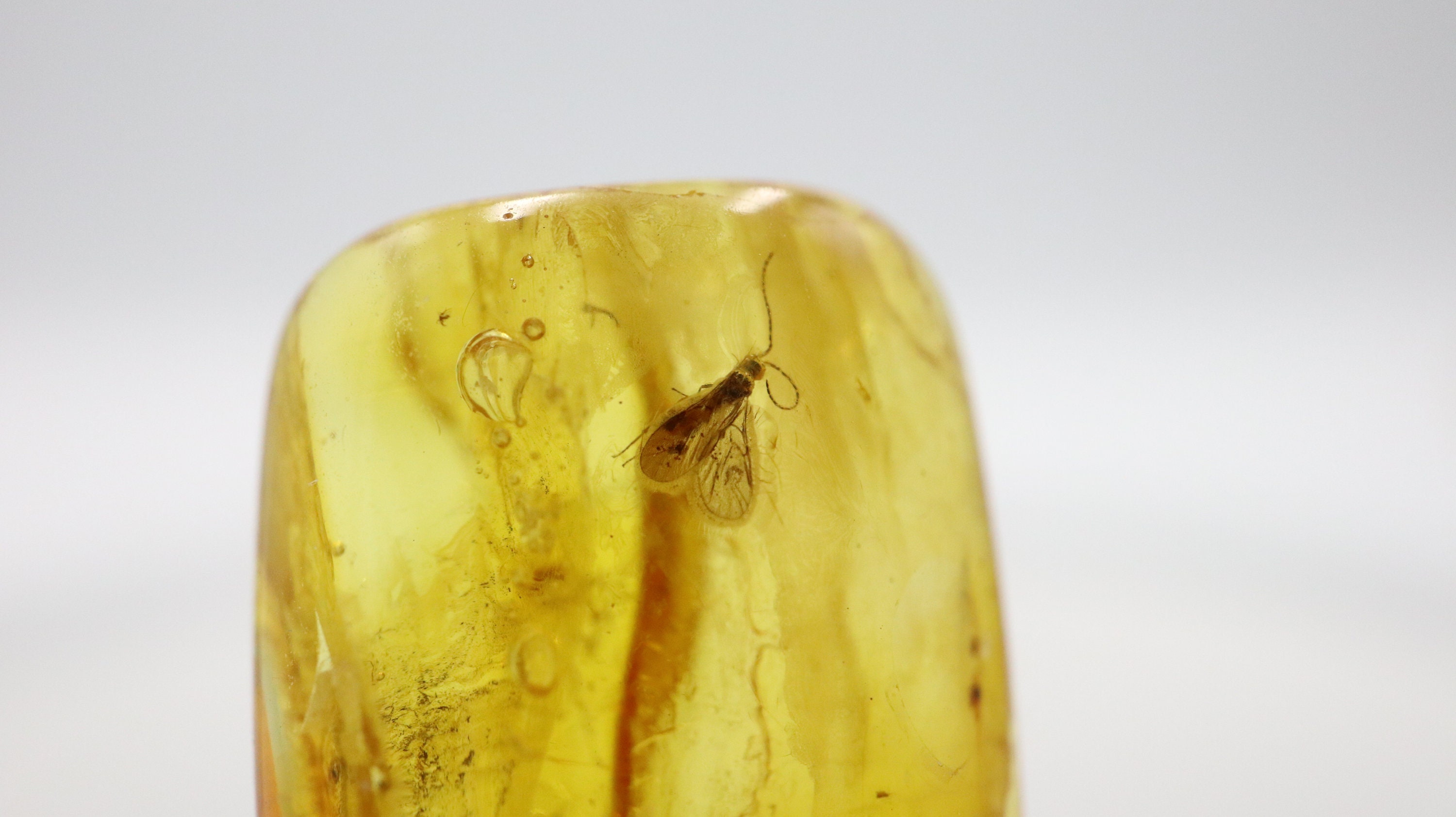 Rocks & Geodes Home & Living Baltic Amber with 2 Insects trapped for ...
