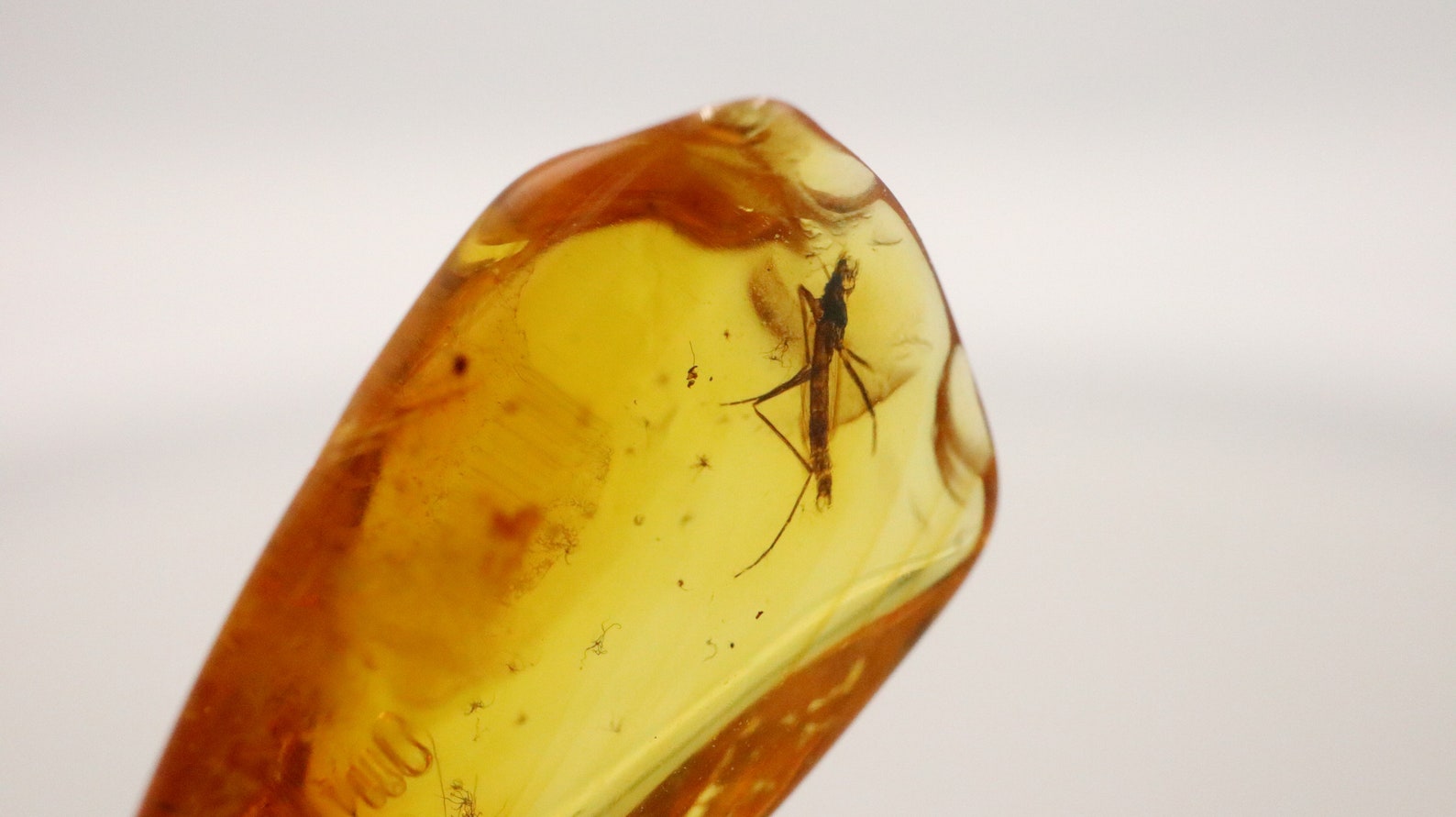 Baltic Amber With Fly Insect Trapped for Million Years | Fossil ...