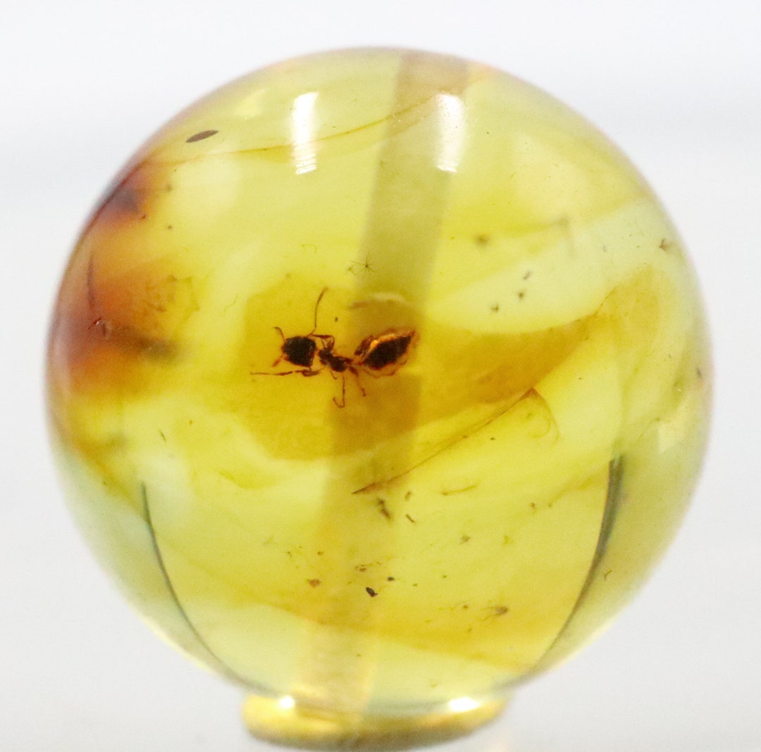 DRILLED Amber Bead 14 Mm Sphere With Ant Insect Trapped for Million ...