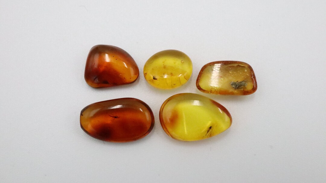 5 Lot Amber Stones With Insects Trapped for Million Years Fossil ...