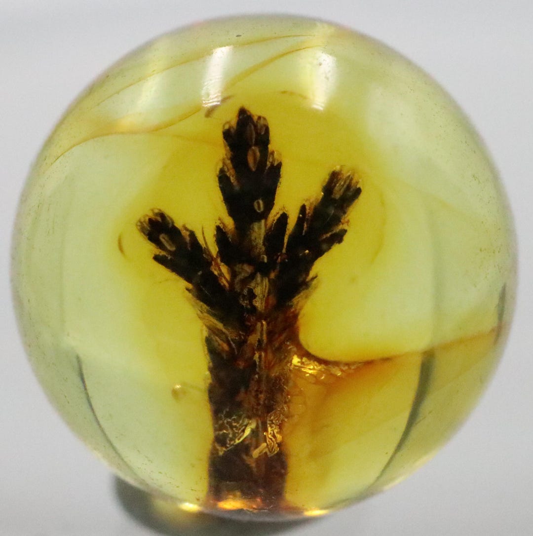 Amber Bead 10.5 Mm Sphere With a Rare Plant NOT DRILLED | Fossil ...