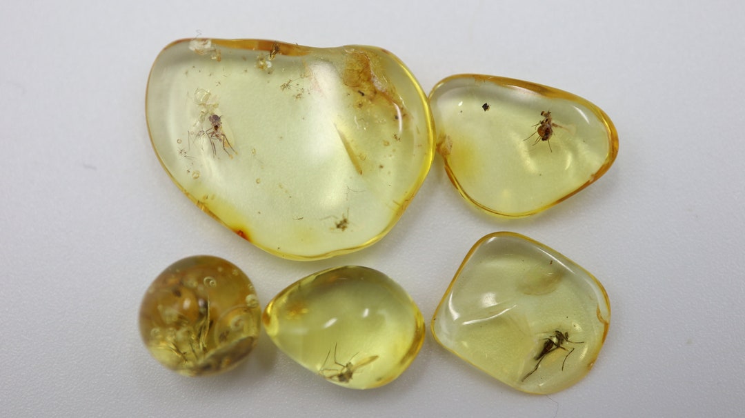 5 Lot Amber Stones With Rare Insects Trapped for Million Years | Fossil ...