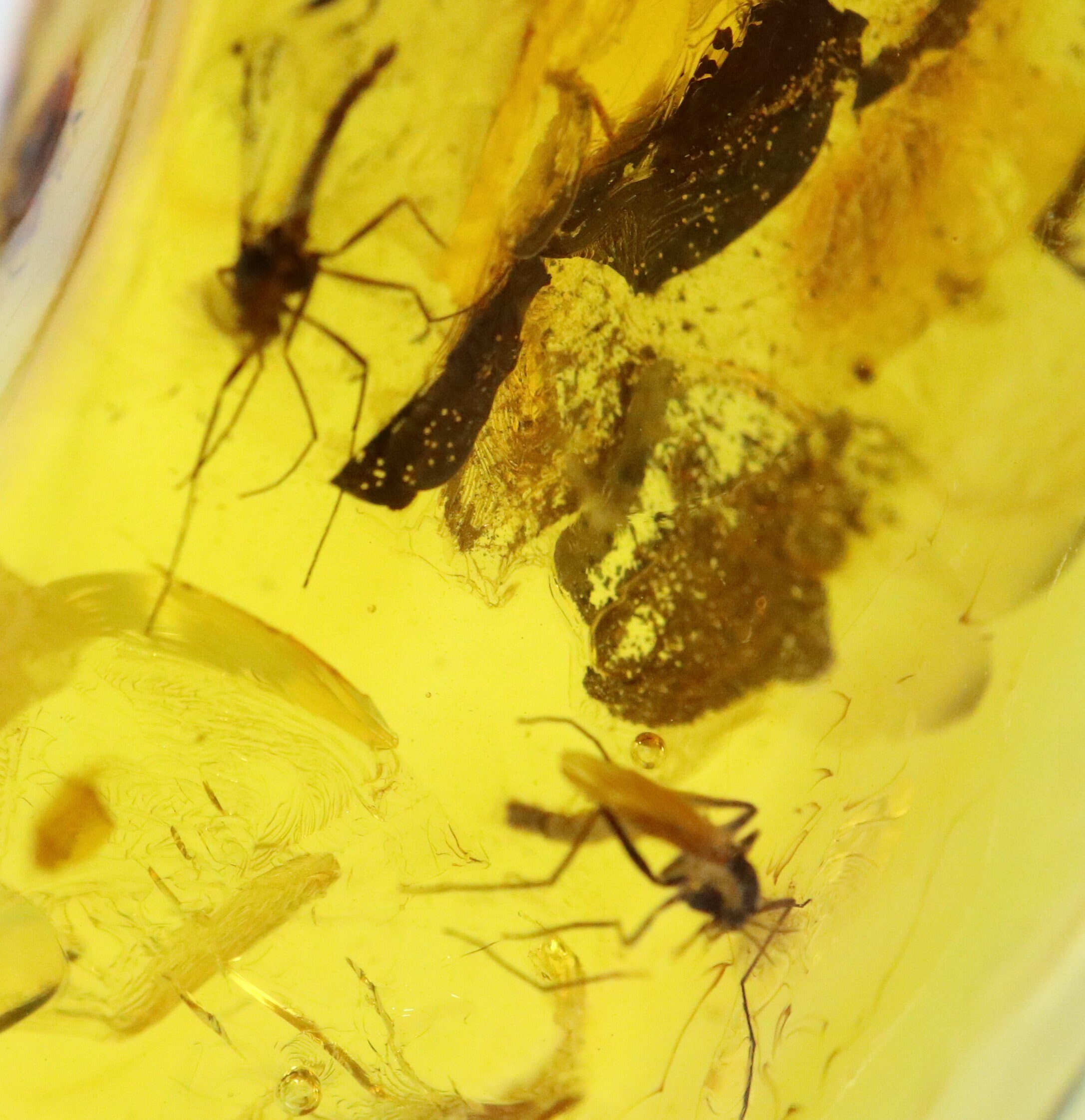 Rocks & Geodes Home & Living Baltic Amber with 2 Insects trapped for ...