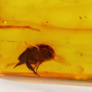 Amber With Bug Insect Trapped for Million Years | Fossil Inclusion in ...