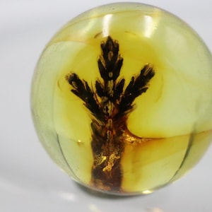 Amber Bead 10.5 Mm Sphere With a Rare Plant NOT DRILLED | Fossil ...
