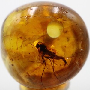 DRILLED 5 Lot Amber Stone With Insect Trapped for Million Years ...