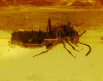 Amber With Rare Larva Insect Trapped for Million Years Fossil Inclusion ...