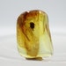 Amber With Rare Bug Insect Trapped for Million Years Fossil Inclusion ...