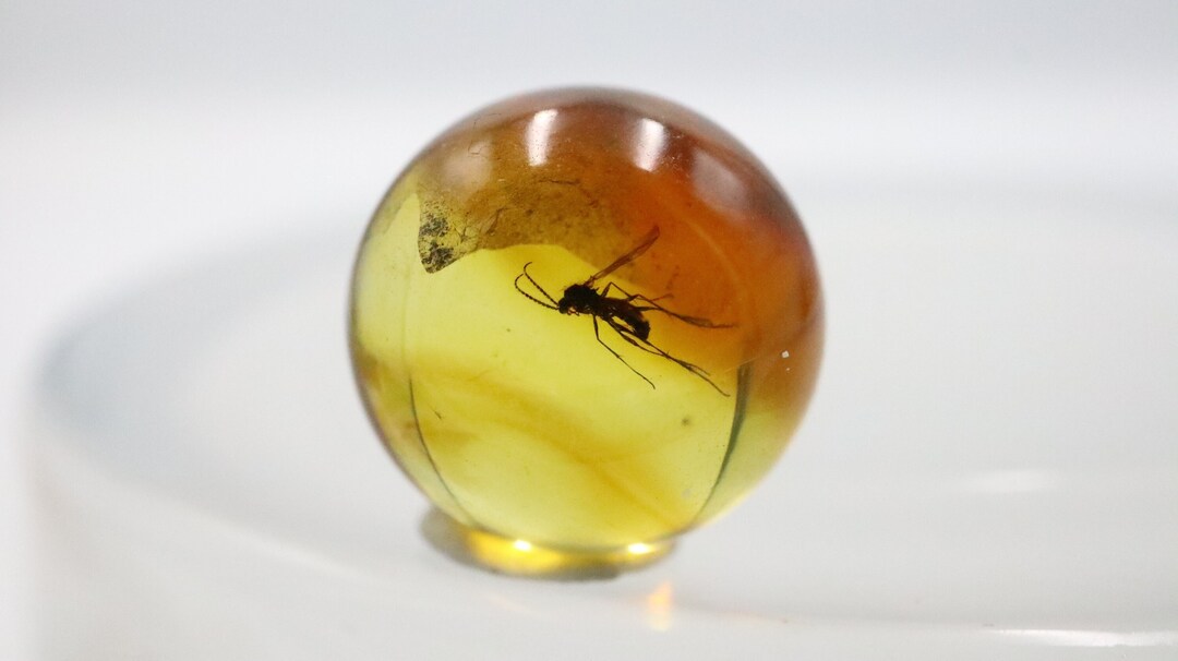 Amber Bead 13.7 Mm Sphere With Rare Insect Trapped for Million Years ...