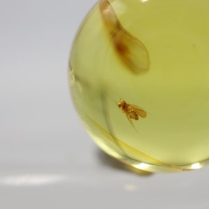 Amber Bead 11.5 Mm Sphere With Rare Insect Trapped for Million Years ...