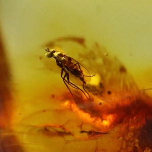 Baltic Amber With Insect Trapped for Million Years | Fossil Inclusion ...