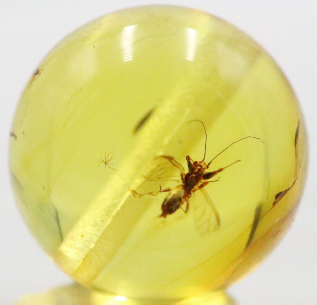 DRILLED Amber Bead 10.07 Mm Sphere With Insect Trapped for Million ...