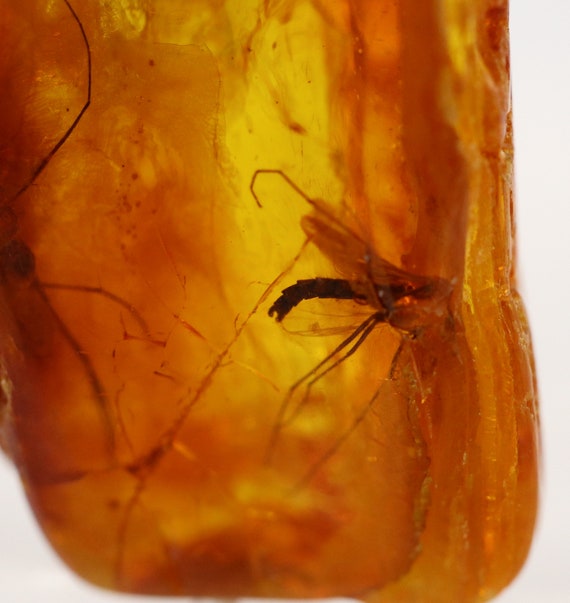 Home & Living Certified Baltic Amber Fossil Inclusion in Baltic Amber ...