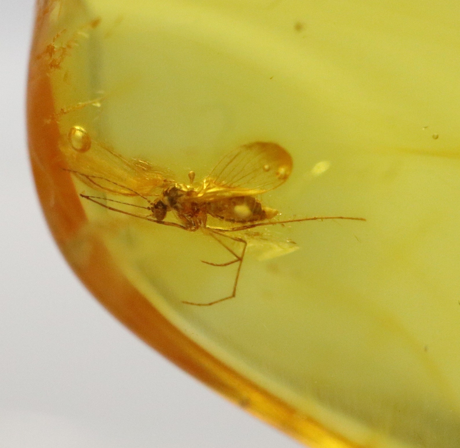 Ambra baltica con insetto intrappolato per milioni di anni / - Etsy Italia