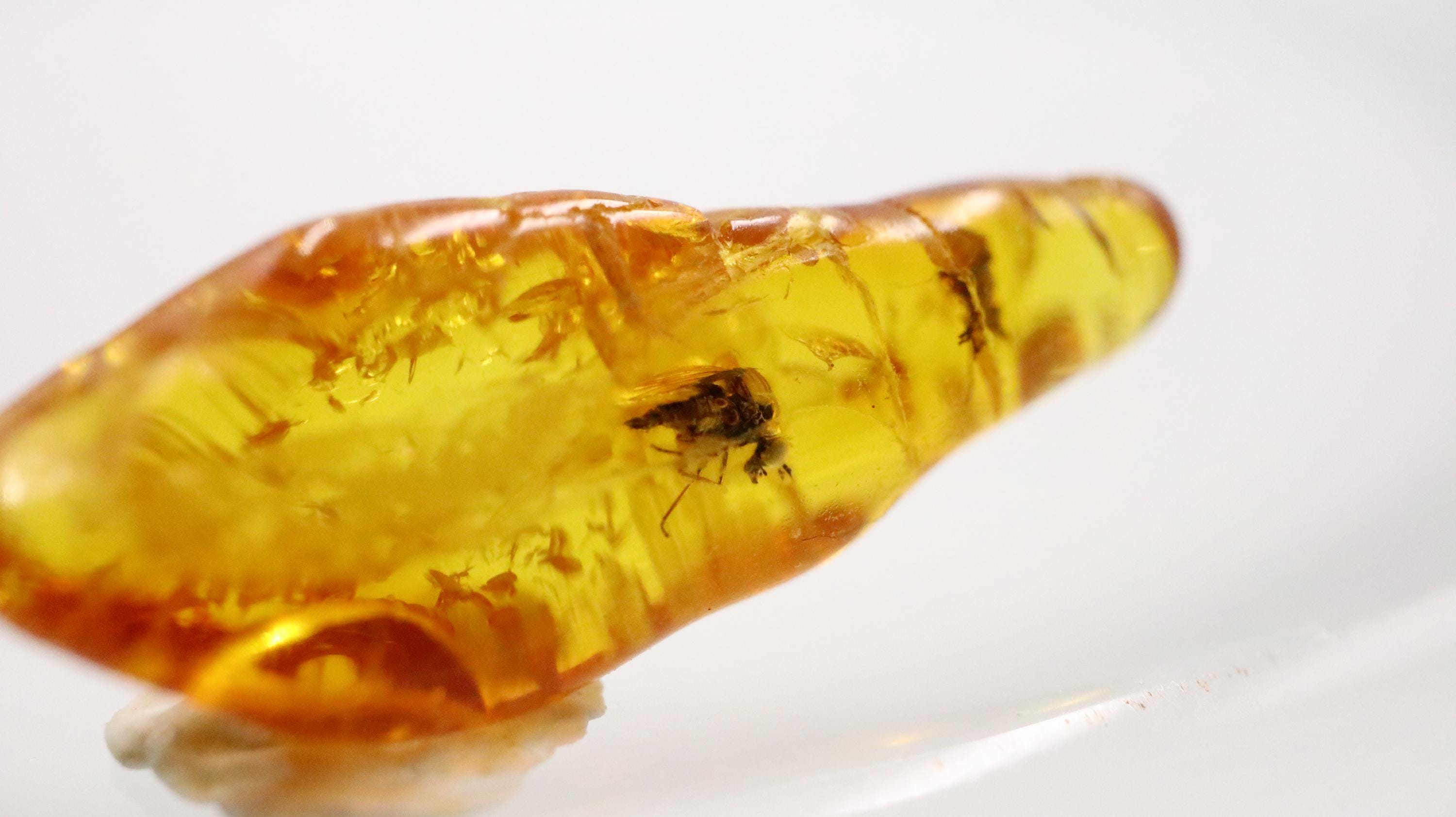 Baltic SMALL Amber With 2 Insects Trapped for Million Years | Fossil ...