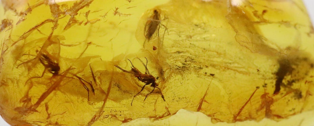 Amber With 3 Insects Trapped for Million Years | Fossil Inclusion in ...