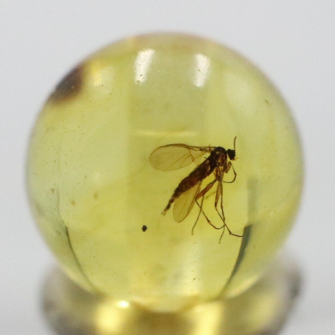 DRILLED Amber Bead 6 Mm Sphere With an Insect Trapped for Million Years ...