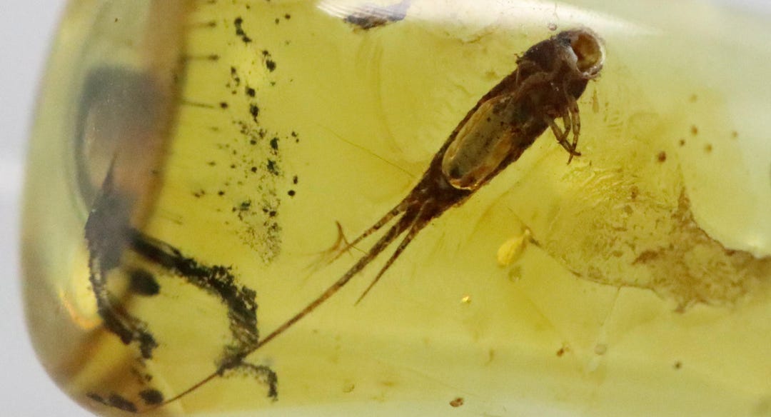 Amber With Rare Silverfish Insect Trapped for Million Years Fossil ...