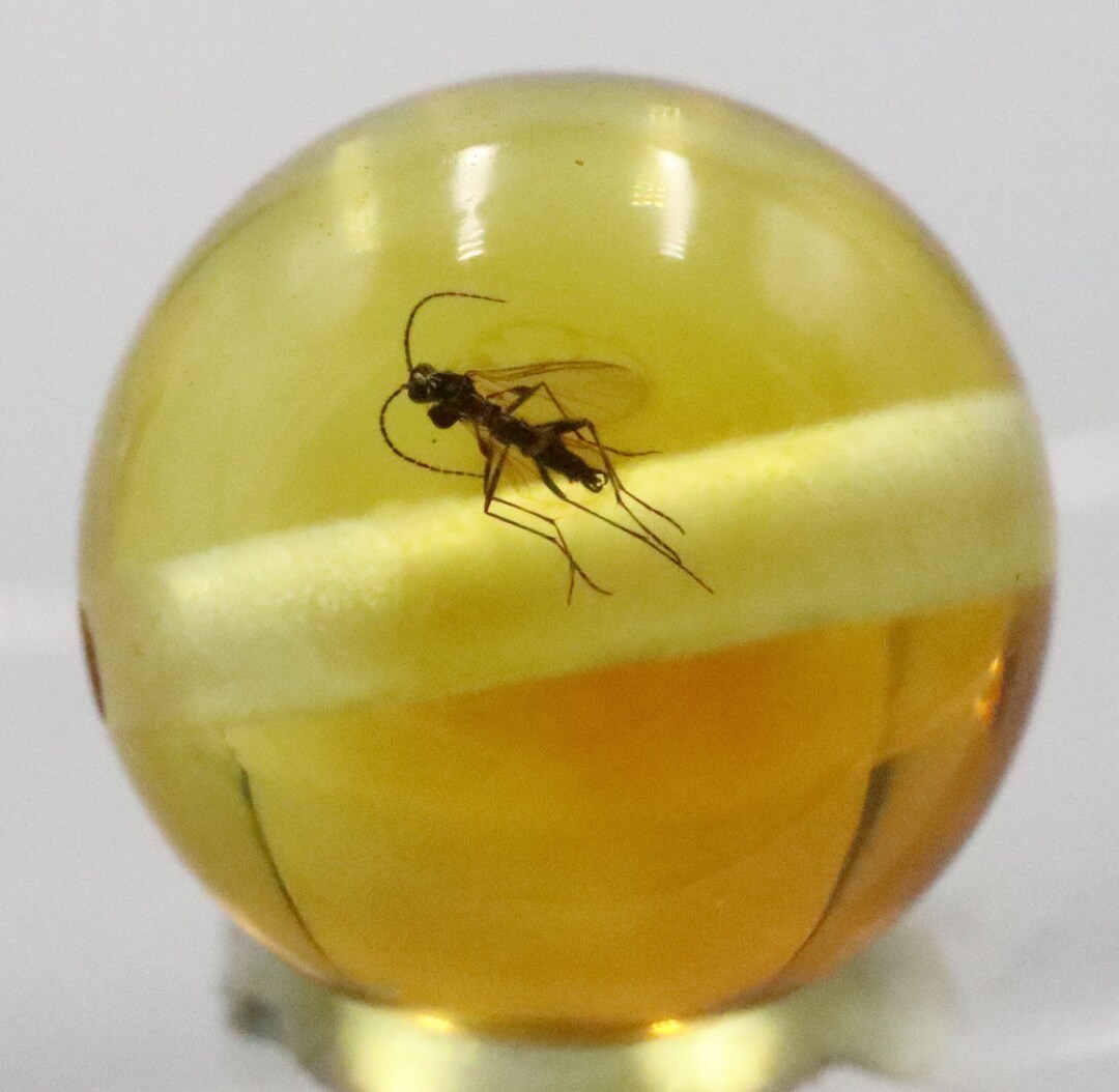 DRILLED Amber Bead 8.0 Mm Sphere With Insect Trapped for Million Years ...