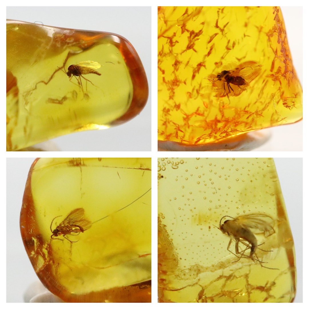 20 Lot Amber Stones With Rare Insects Trapped for Million Years ...