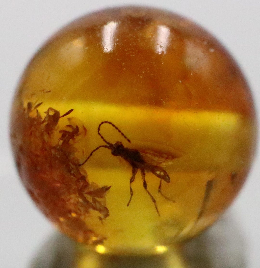 Islamic Muslim Prayer Amber 99 Beads WITH INSECTS in ALL Beads | 13.29 ...