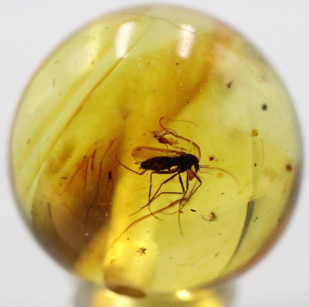 DRILLED Amber Bead 9.15 Mm Sphere With Insect Trapped for Million Years ...