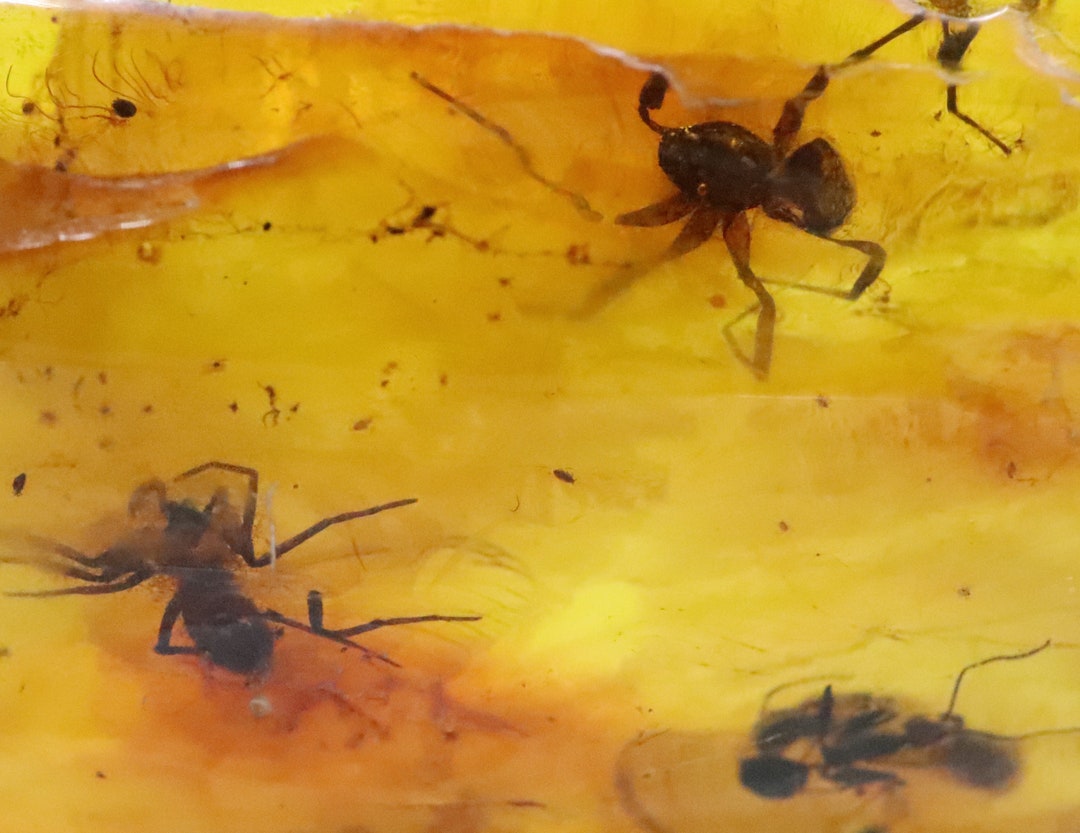 Amber With 2 Rare Spiders and 2 Other Insects Trapped for Million Years ...