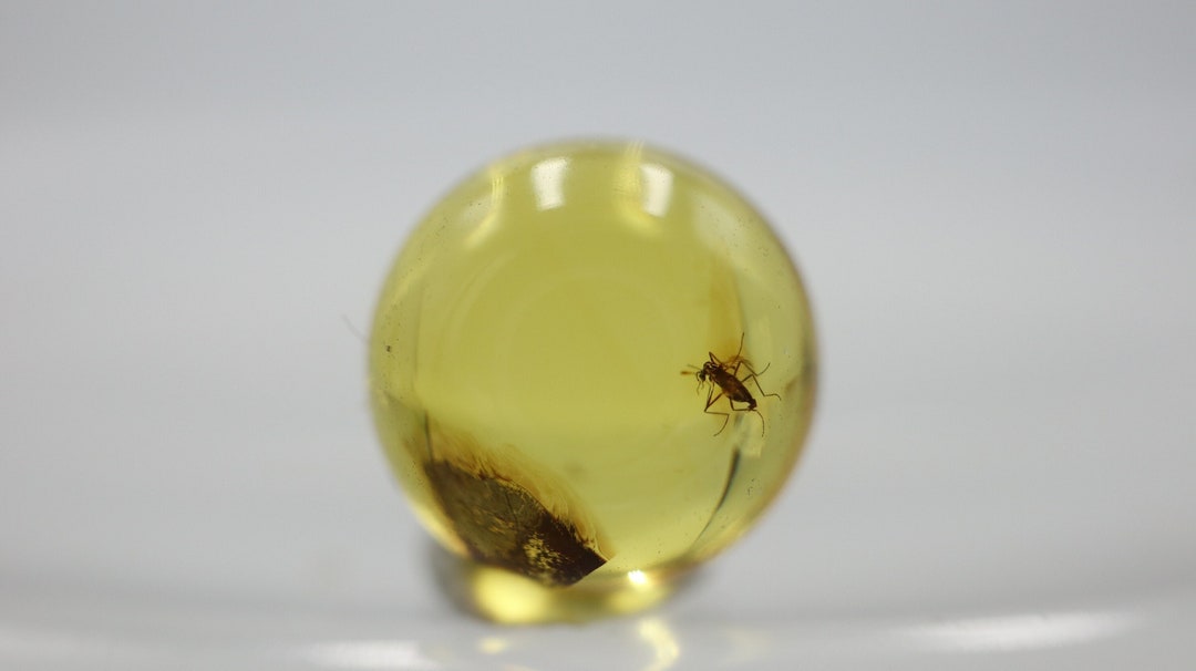 Amber Bead 8 Mm Sphere With a Rare Insect NOT DRILLED | Fossil ...